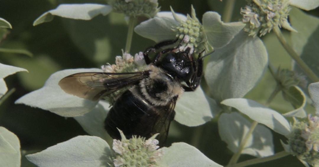 Return of the bees: the busy pollinators and the mountain mint - Cobb ...