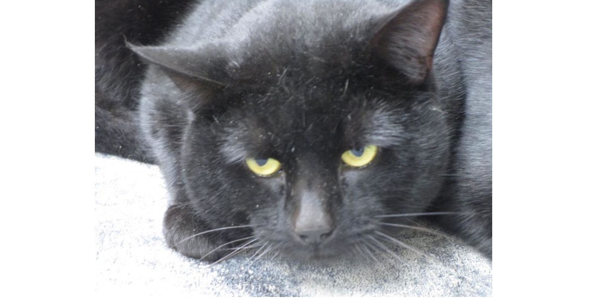 "It's not so bad here, but I'm getting bored. Please adopt me!" Cobb ...