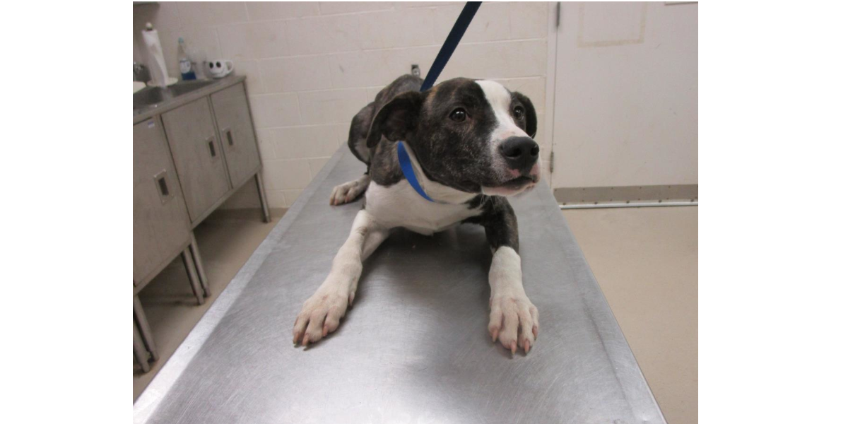 "The people are nice here but I do NOT LIKE THIS TABLE ... please adopt ...