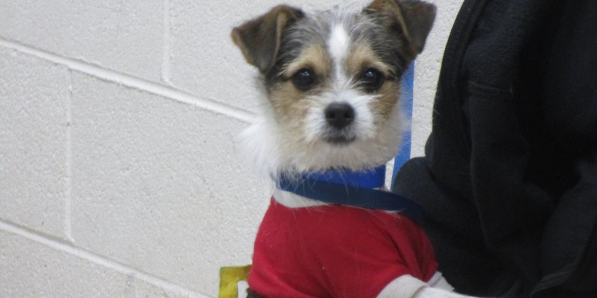 Cobb County Courier Dog of the Day: "Is there any possible way I can ...