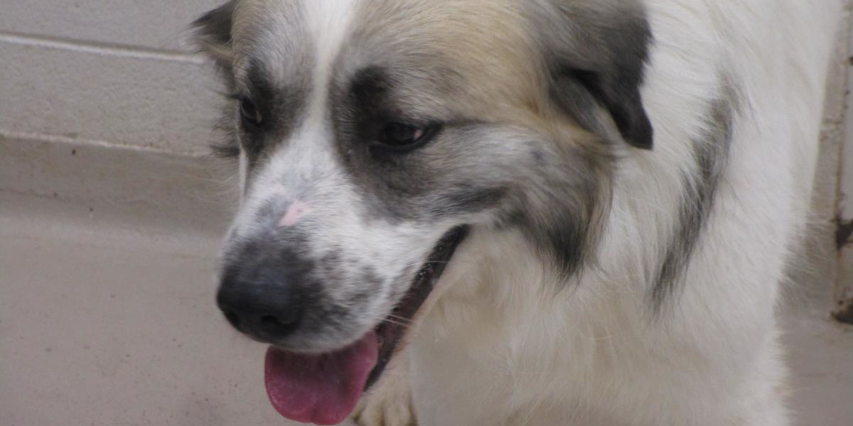 Cobb County Courier Dog of the Day: "What are you waiting for? Adopt me ...