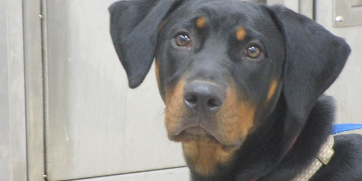 Cobb County Courier Dog of the Day: "What's that I hear? You need a dog ...