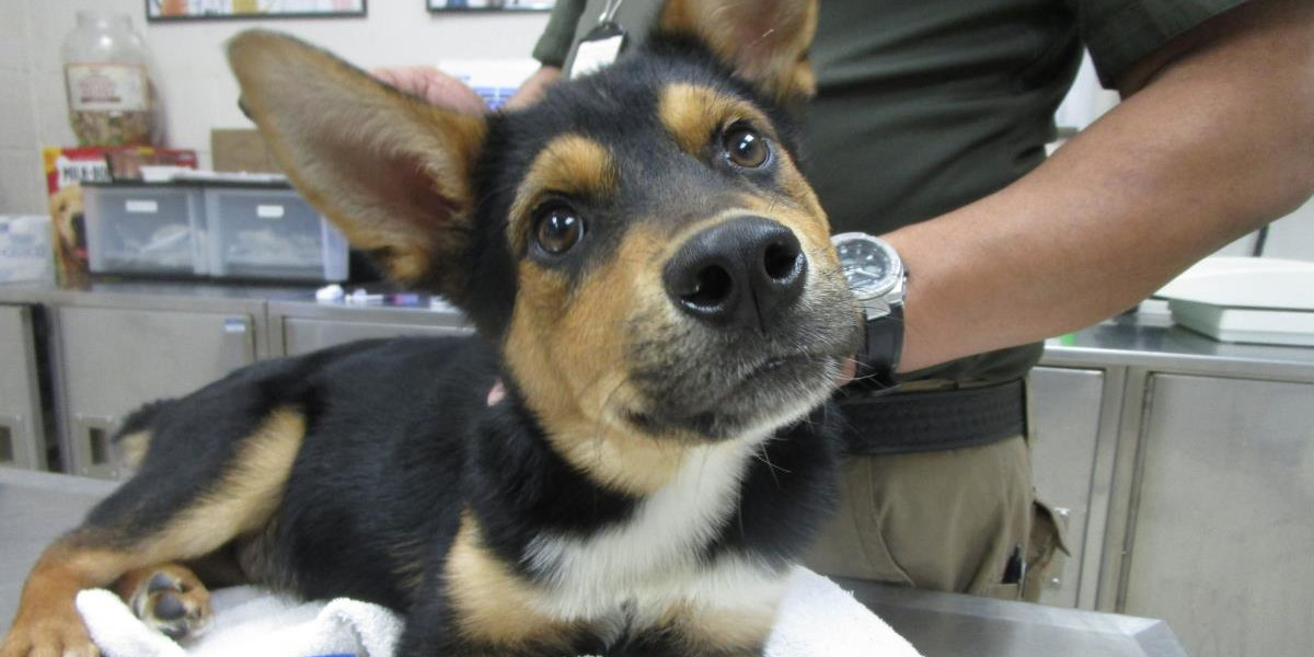 Cobb County Courier Dog of the Day: "This table is cold! Adopt me and ...