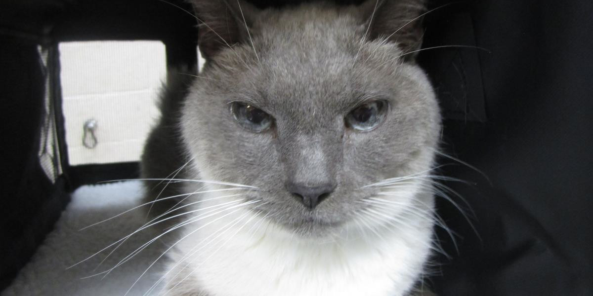 Cobb County Courier Cat of the Day: "My name is sunny, and I have a ...