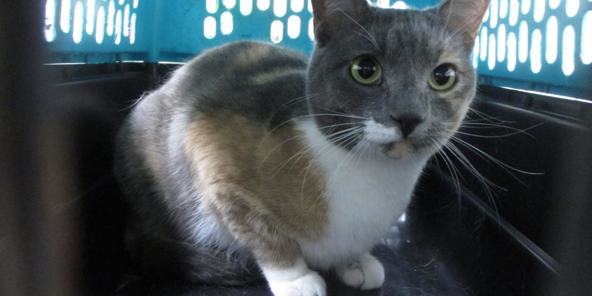 Cobb County Courier Cat of the Day: "My name is Tizzy, and I'm a scared ...