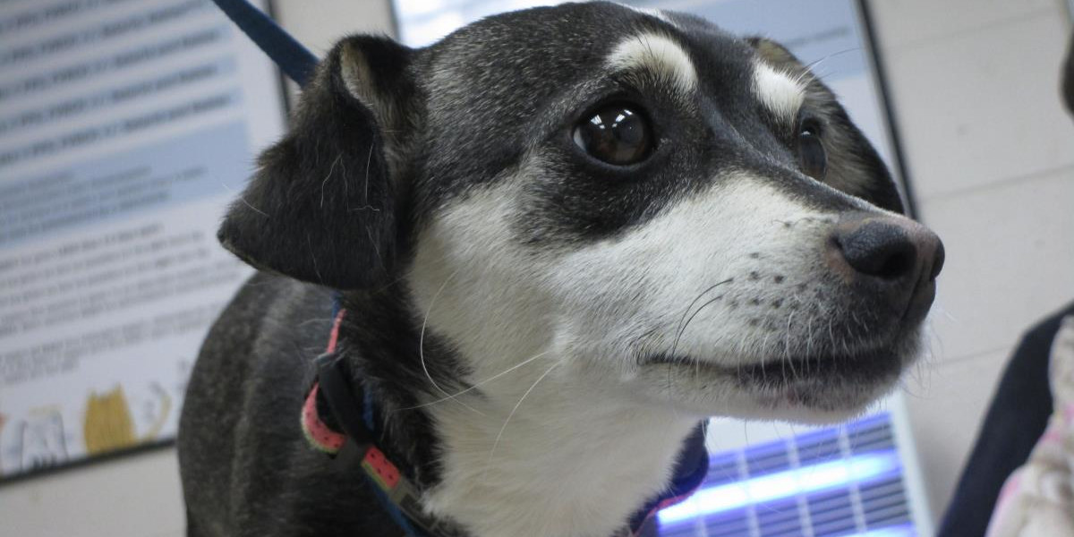 Cobb County Courier Dog of the Day: "I'm a sweet little chihuahua mix ...