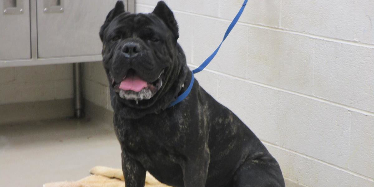 Cobb County Courier Dog of the Day: "I don't get along well with other ...