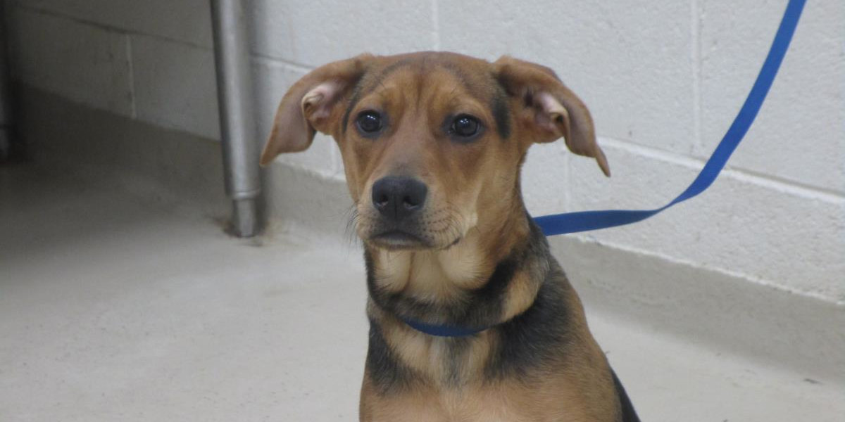 Cobb County Courier Dog of the Day: "I've been living on the street ...