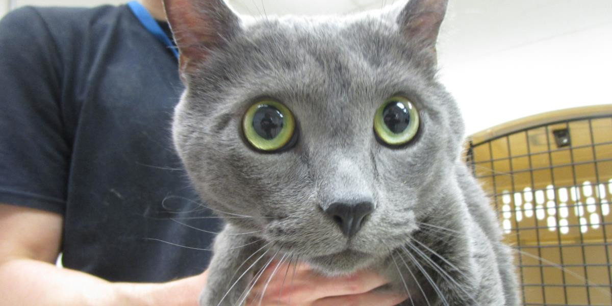 Cobb County Courier Cat of the Day: "Who's that I see? Can it be a ...