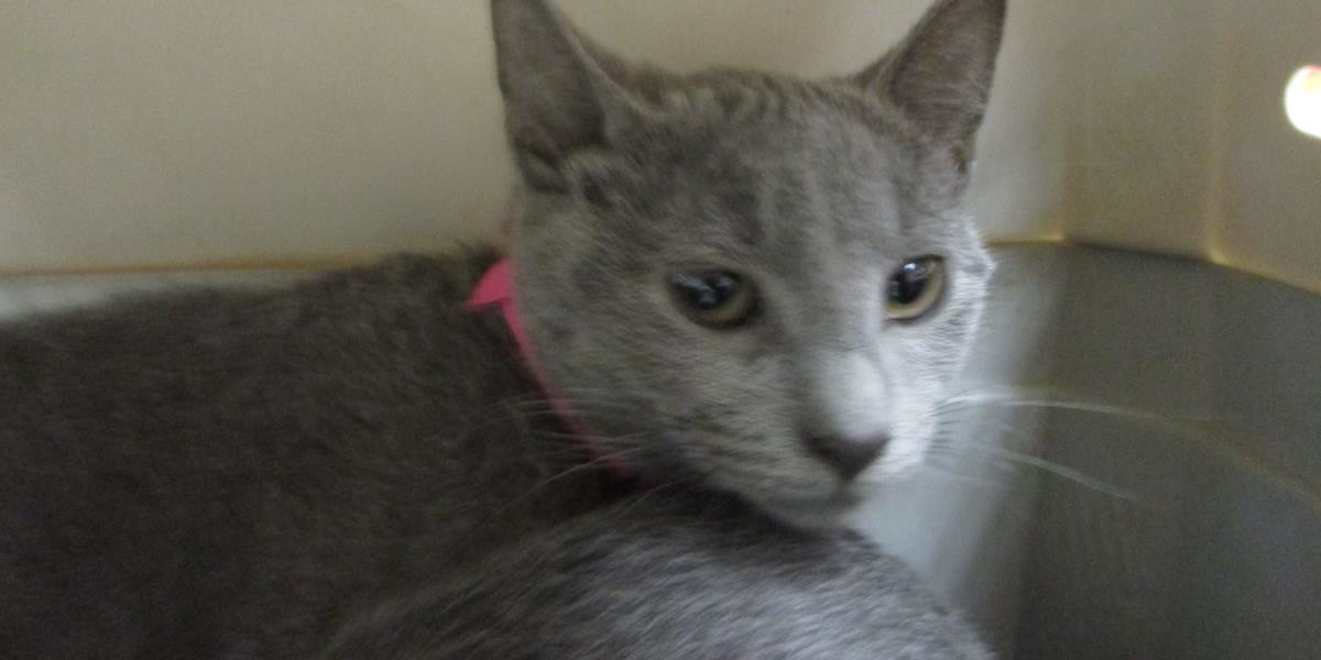 Cobb County Courier Cat of the Day: "I'll just wait here patiently ...
