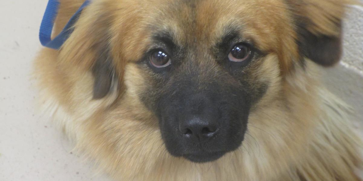 Cobb County Courier Dog of the Day: "Bring the camera close in! I want ...