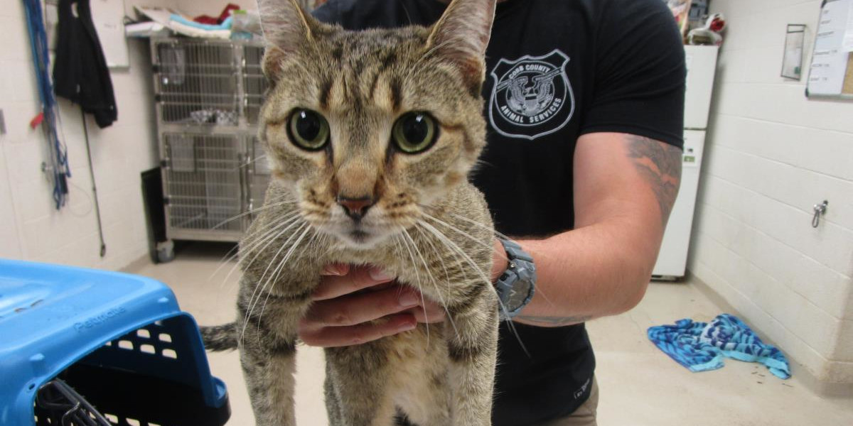 Cobb County Courier Cat of the Day: "My name is Buki, and I really need ...