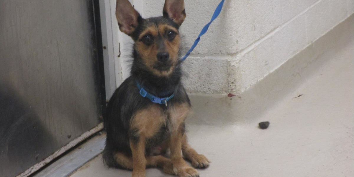 Cobb County Courier Dog of the Day: "The people here say I'm skittish ...
