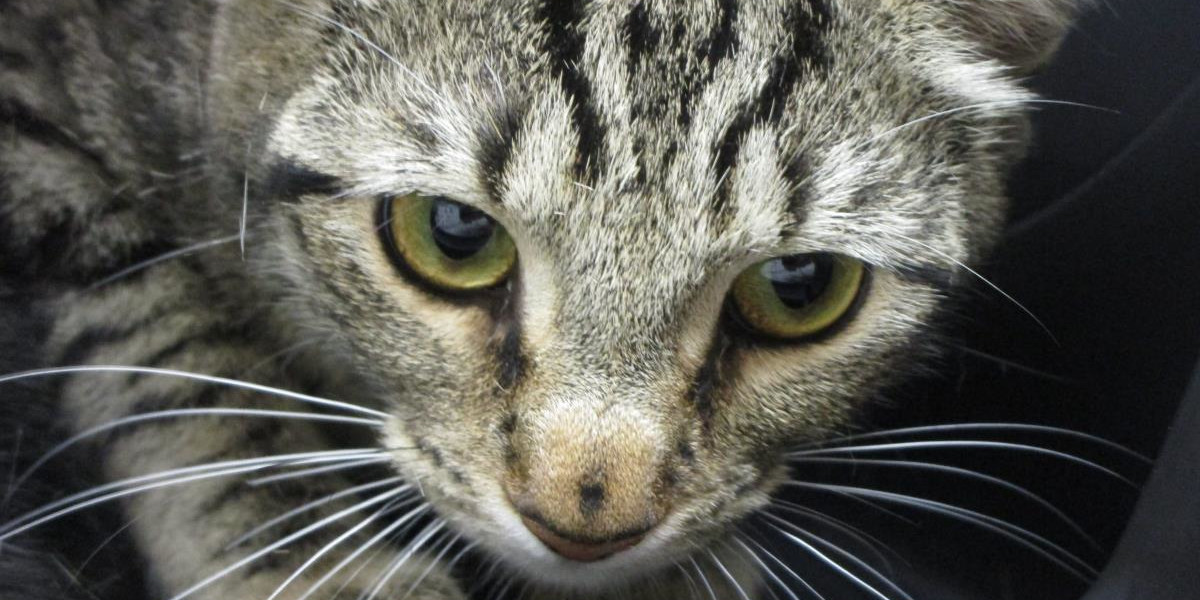 Cobb County Courier Cat of the Day: "I'm just going to sneak over here ...