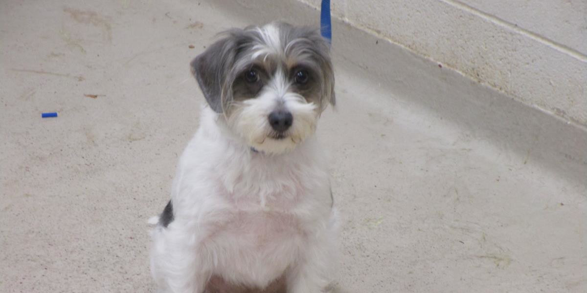 Cobb County Courier Dog of the Day: "I'm a sweet little terrier mix ...