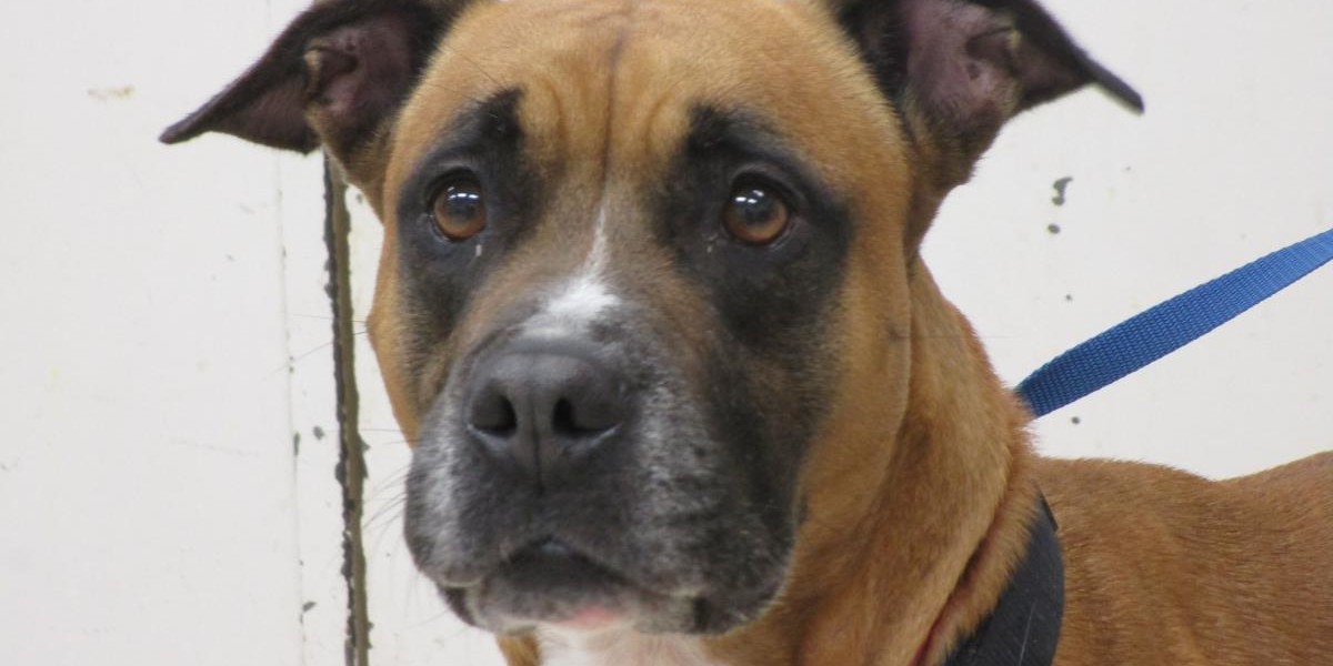 Cobb County Courier Dog of the Day: "Well hello there! I need a loving ...