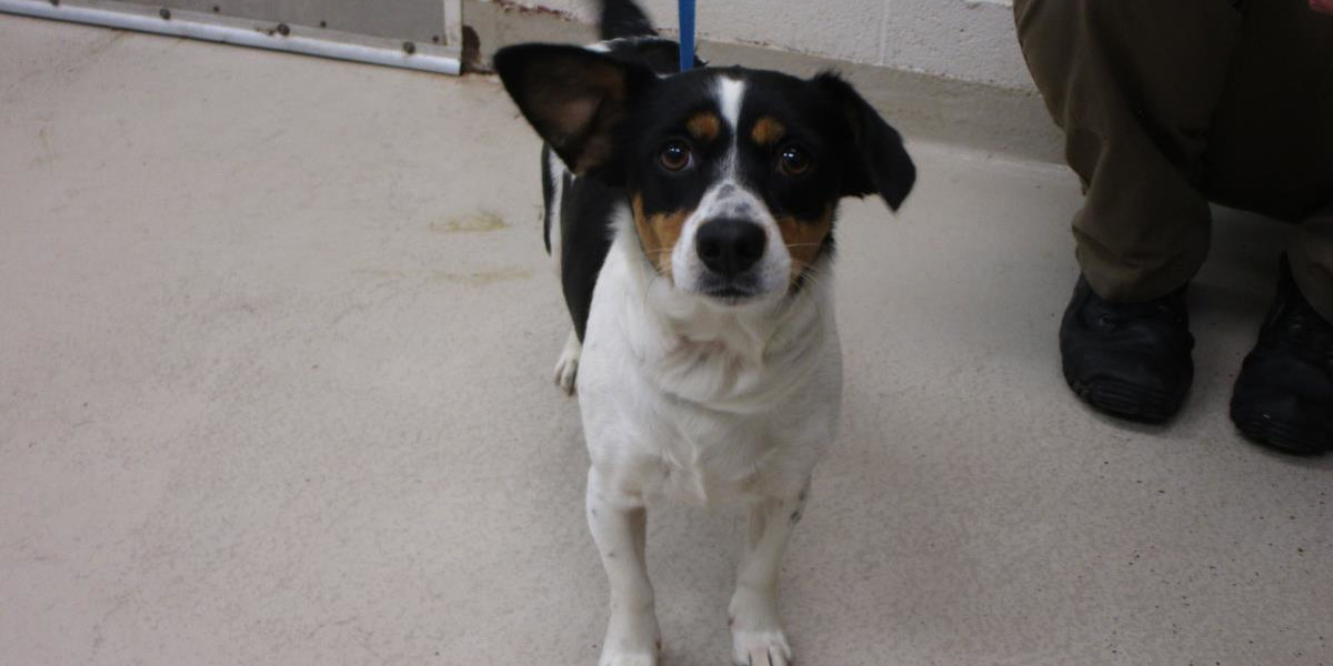 Cobb County Courier Dog of the Day: "I'm a sweet little terrier mix in ...