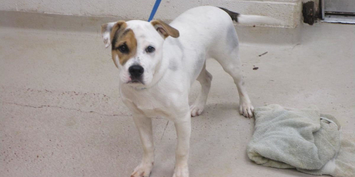 Cobb County Courier Dog of the Day: "I am an 8-month-old puppy in need ...