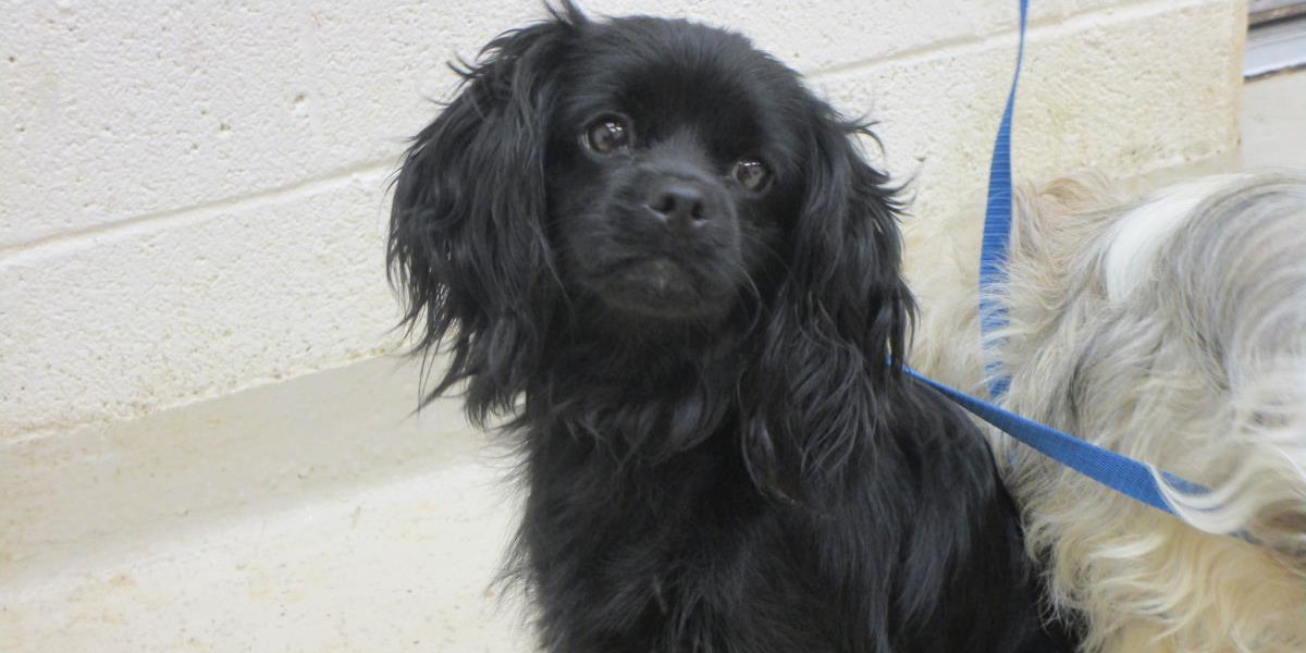 Cobb County Courier Dog of the Day: "I'm a friendly little spaniel mix ...
