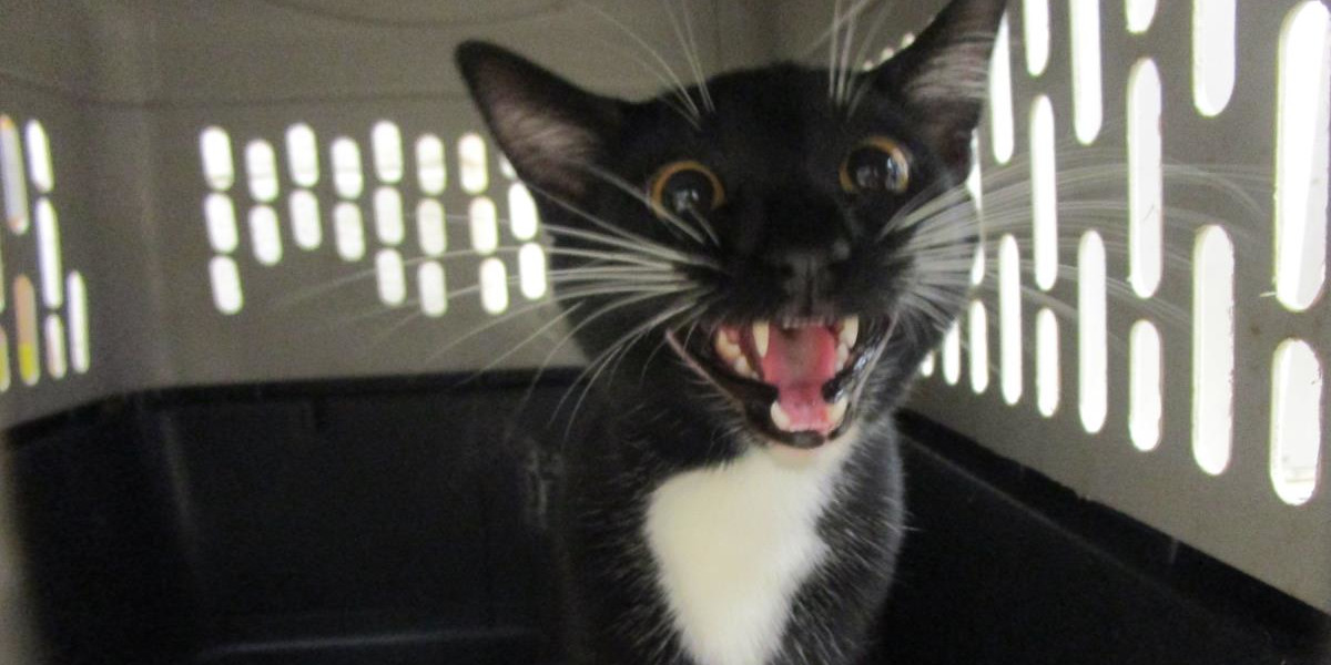 Cats first finagled their way into human hearts and homes thousands of ...