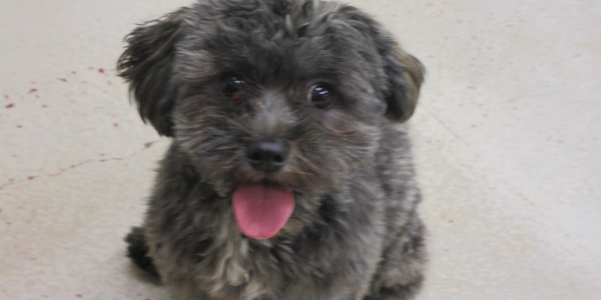 Cobb County Courier Dog of the Day: "I am NOT an Ewok! I am a cute ...