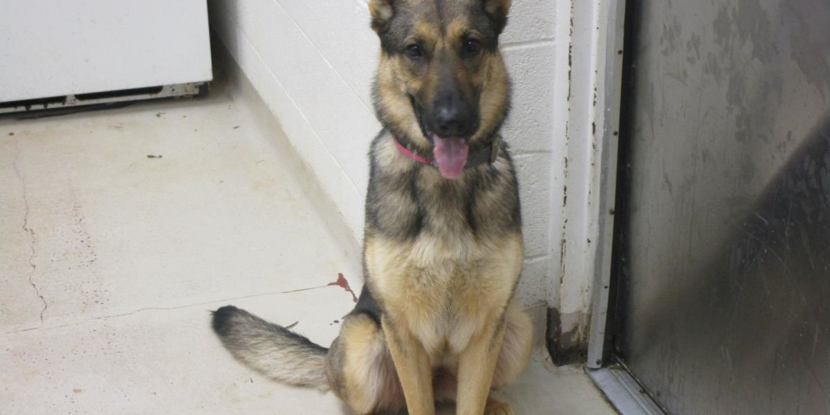 Cobb County Courier Dog of the Day: "Well, I'm ready! I'll wait here ...