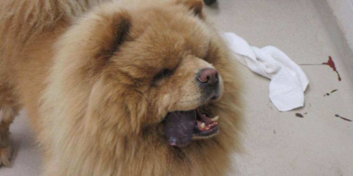 Cobb County Courier Dog of the Day: "My name is Benji, and I'm a bit ...