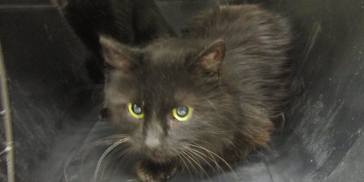 Cobb County Courier Cat of the Day: "My name is Moon, and I hope you'll ...