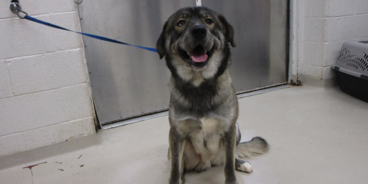 Cobb County Courier Dog of the Day: "I am all leashed up and ready to ...