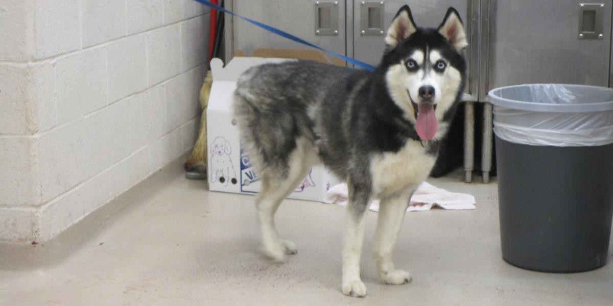 Cobb County Courier Dog of the Day: "I'm a handsome boy, and would make ...