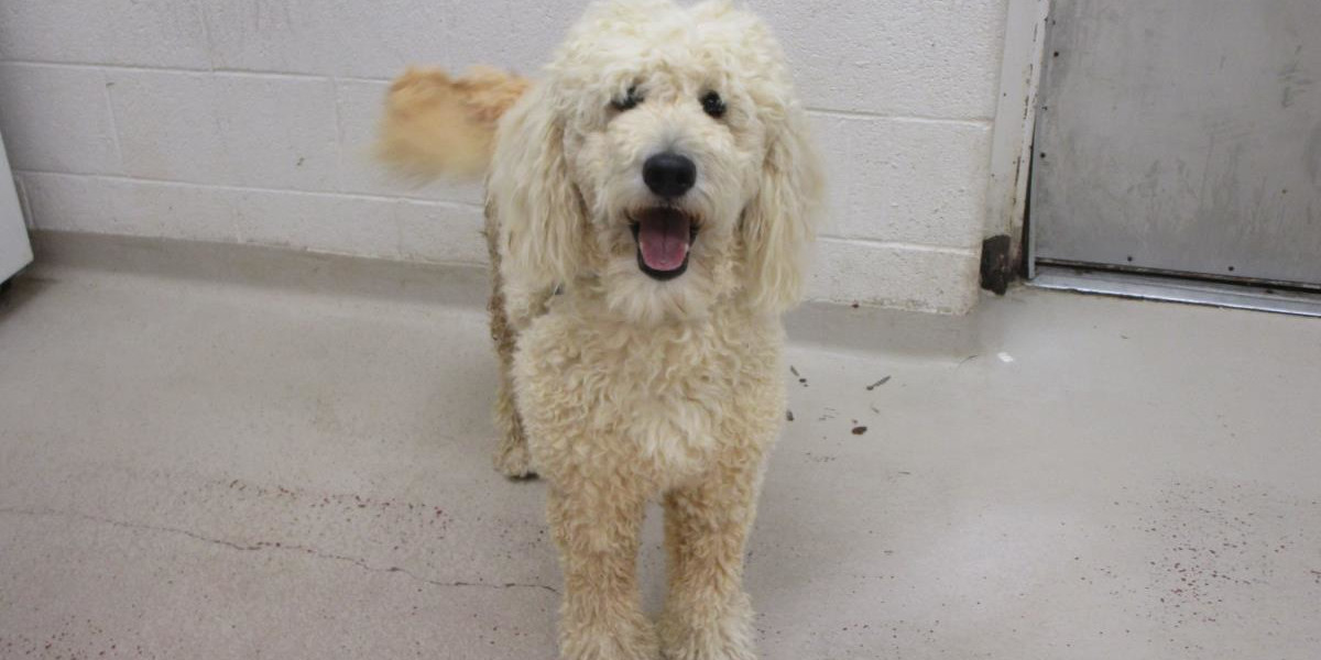 Cobb County Courier Dog of the Day: "Don't I look like I'd be the ...
