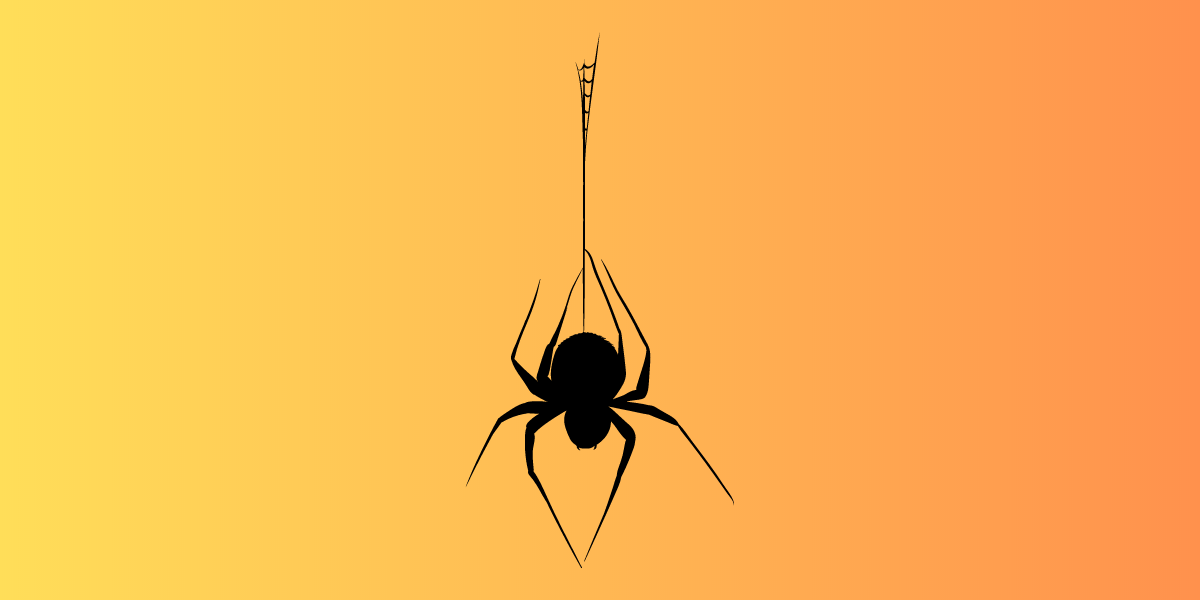 Should I kill spiders in my home? An entomologist explains why not to ...