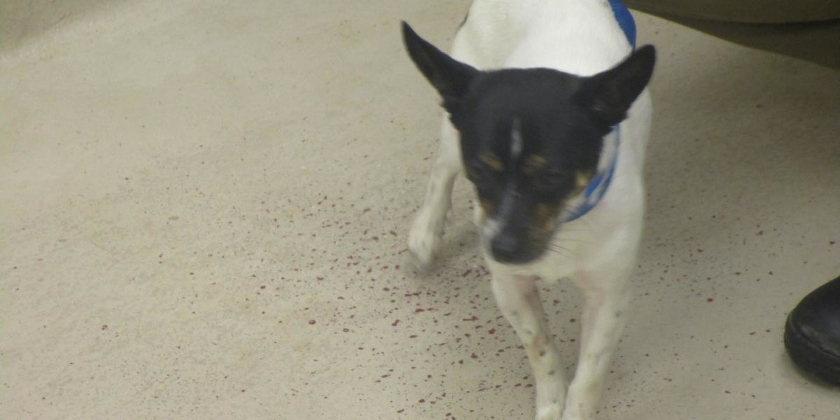 Cobb County Courier Dog of the Day: "I'm a little tiny terrier mix who ...