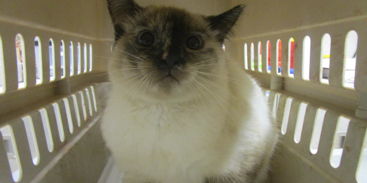 Cobb County Courier Cat of the Day: "My name is Eve, and I'm a sweet ...