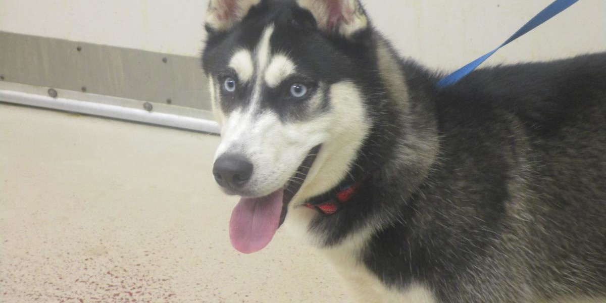 Cobb County Courier Dog of the Day: "My name is Puppy although I'm not ...