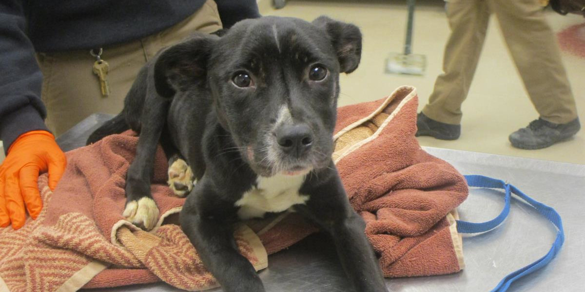 Cobb County Courier Dog of the Day: "My name is Tink, and I'm a cute ...