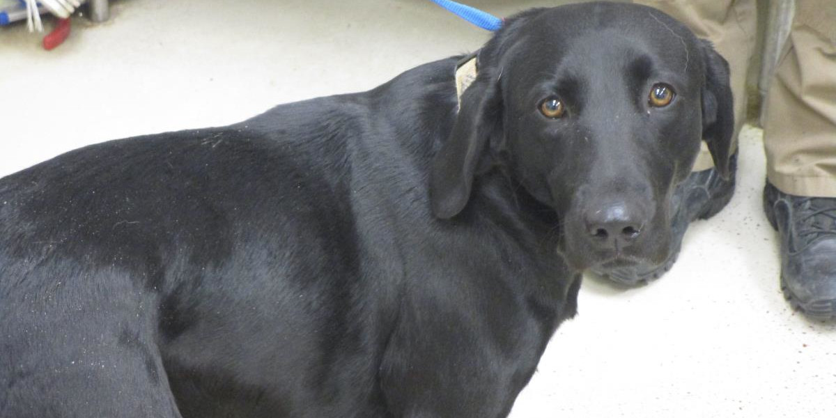 Cobb County Courier Dog of the Day: "I'm a big girl, and like most ...