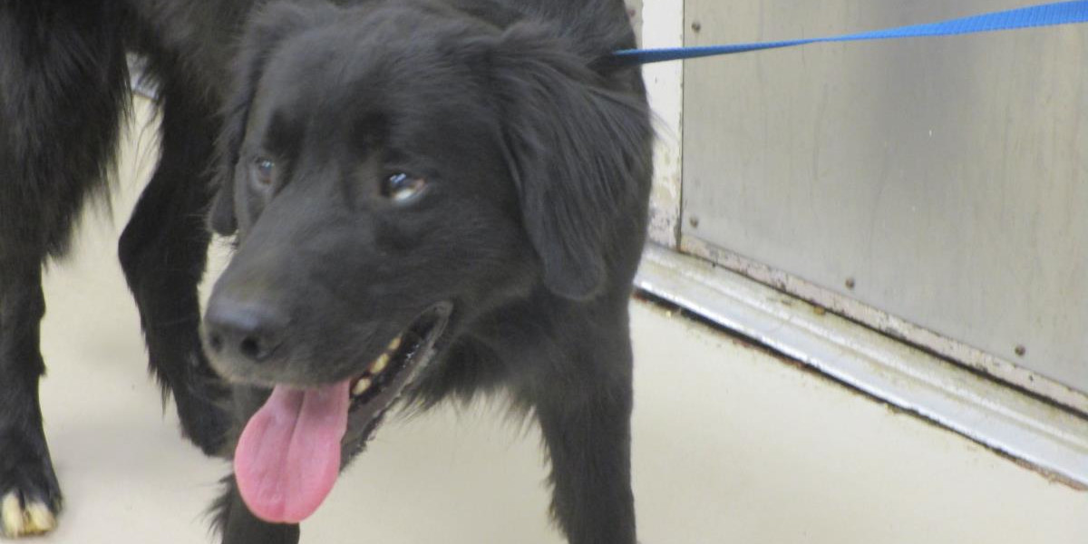 Cobb County Courier Dog of the Day: "I'm HAPPY that you're visiting ...