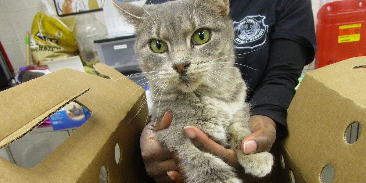 Cobb County Courier Cat of the Day: "I'm Phoebe, and I'm eager to find ...