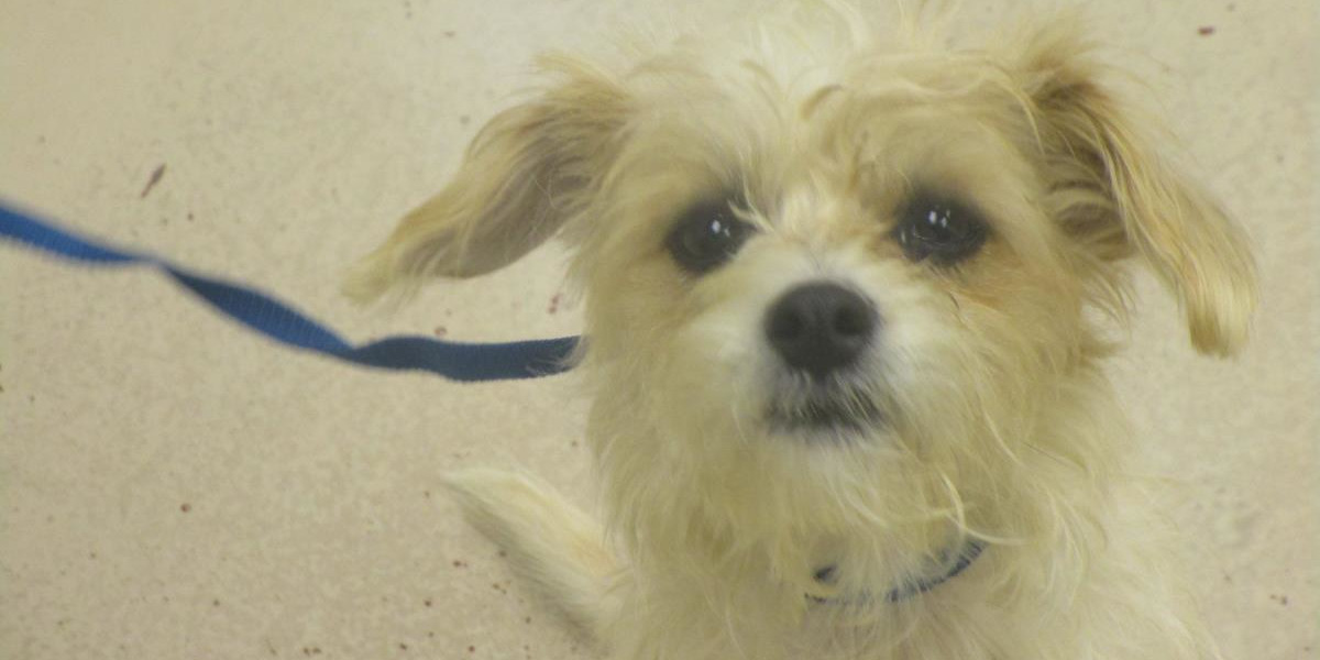 Cobb County Courier Dog of the Day: "Am I not the cutest little terrier ...