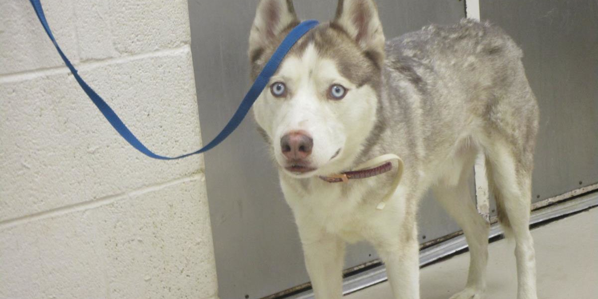 Cobb County Courier Dog of the Day: "My name is Zeus, and I am King of ...
