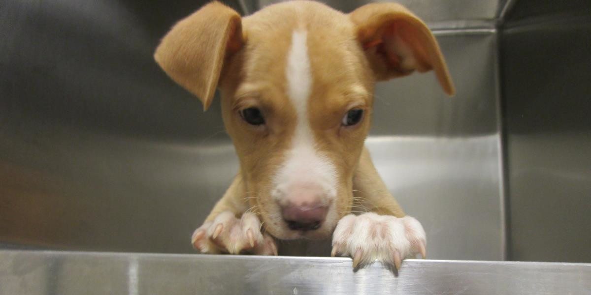 Cobb County Courier Dog of the Day: "I am a tiny 5 lb puppy who needs a ...