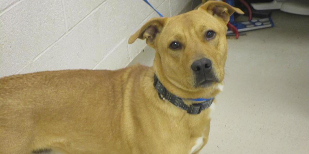 Cobb County Courier Dog of the Day: "My quizzical look is because I ...