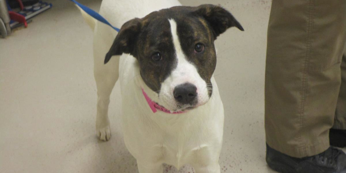 Cobb County Courier Dog of the Day: "Not to put pressure on you ... but ...