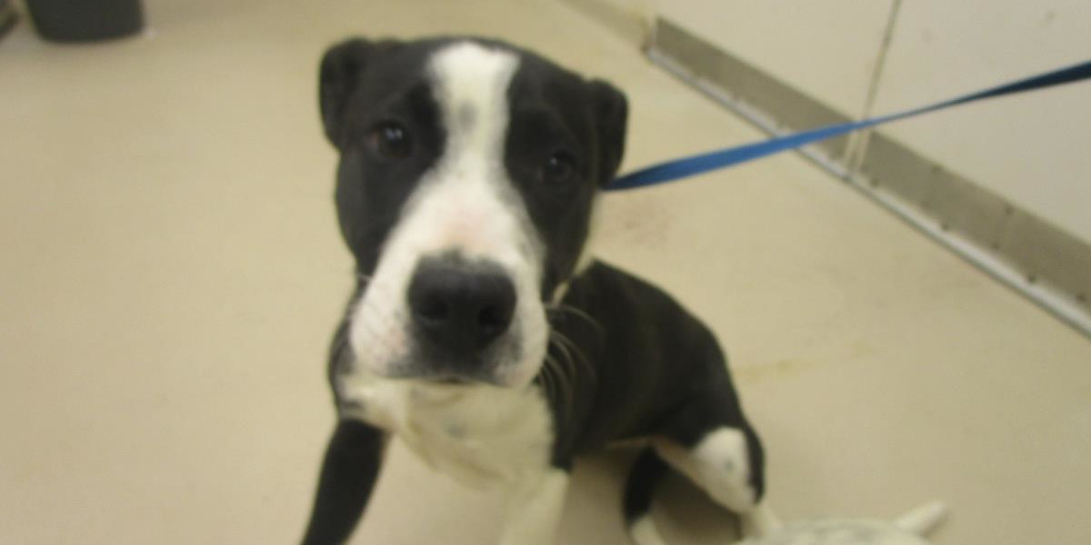 Cobb County Courier Dog of the Day: "G'day. I'm an Australian cattle ...