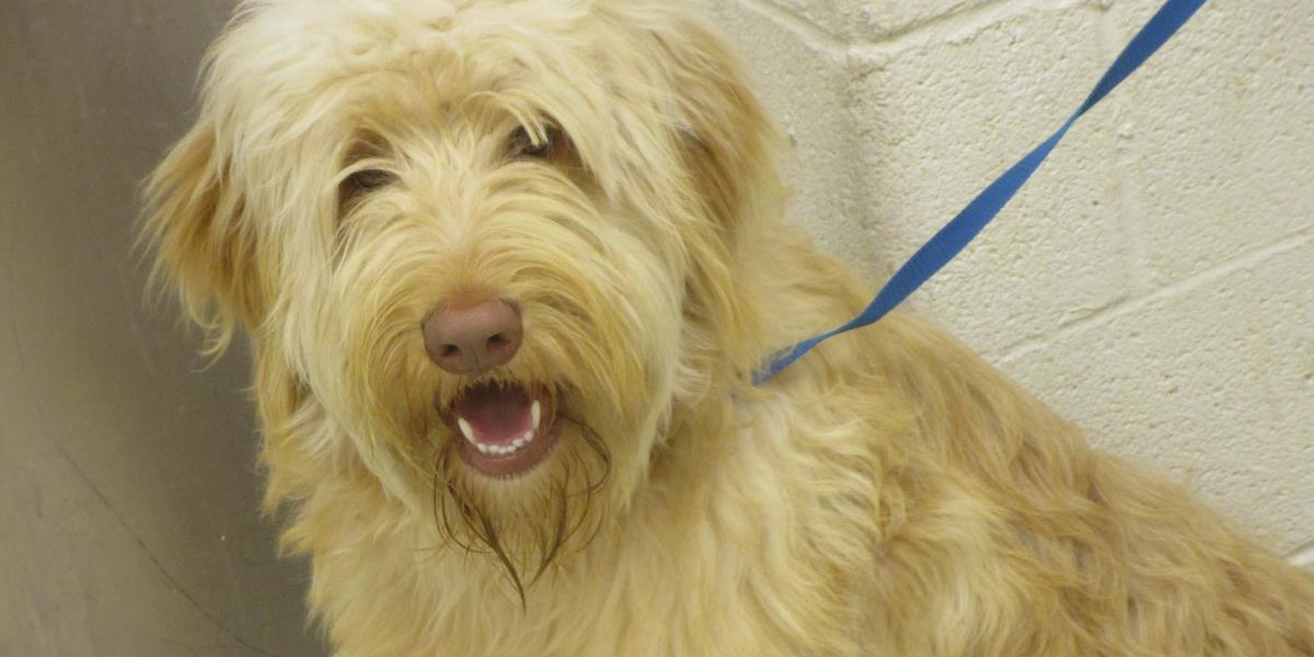 Cobb County Courier Dog of the Day: "Just take a look at this cheerful ...