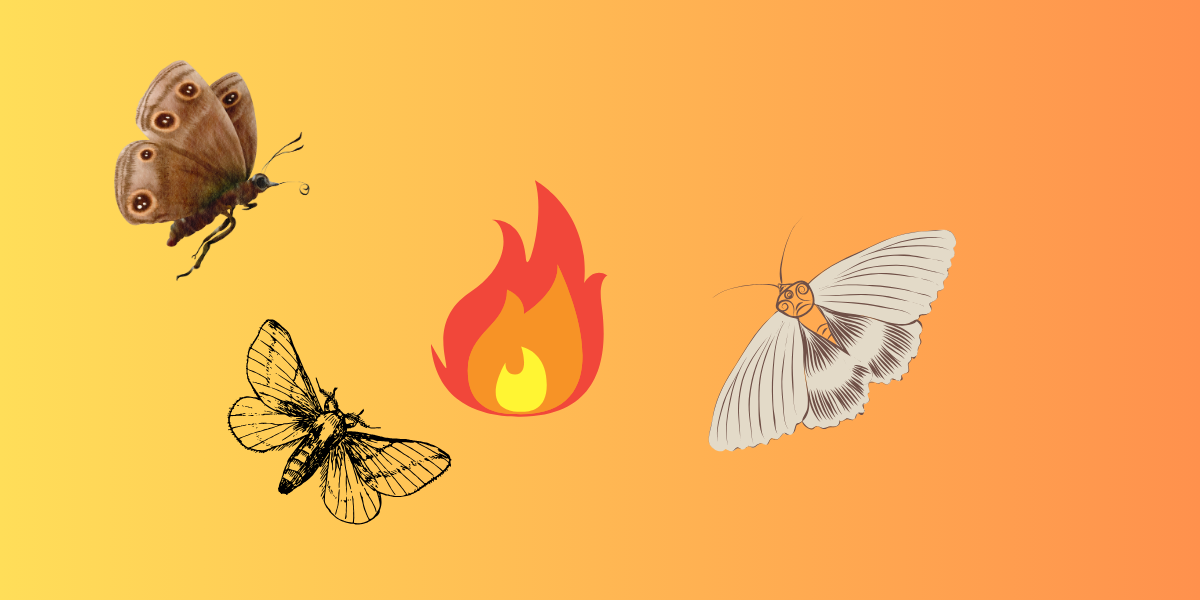 The surprising reason why insects circle lights at night: They lose ...