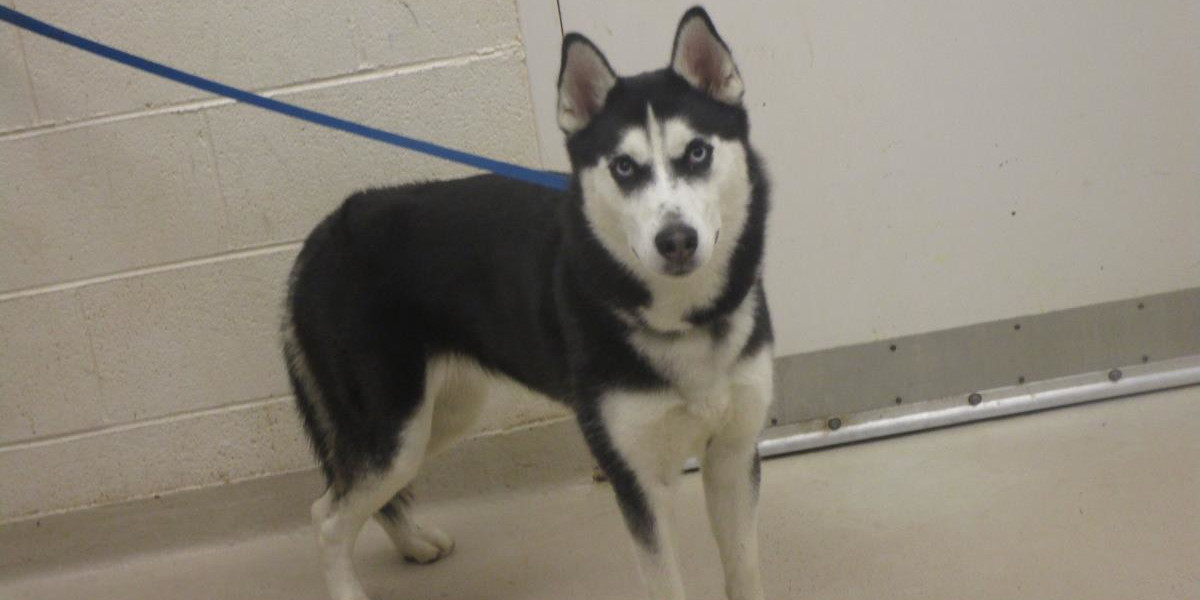 Cobb County Courier Dog of the Day: "I might look ferocious, but I'm ...