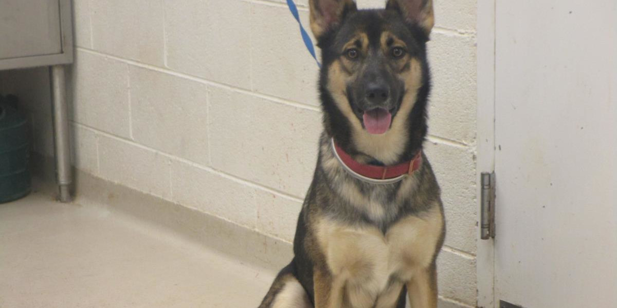 Cobb County Courier Dog of the Day: "I'm happy, alert, and ready to be ...