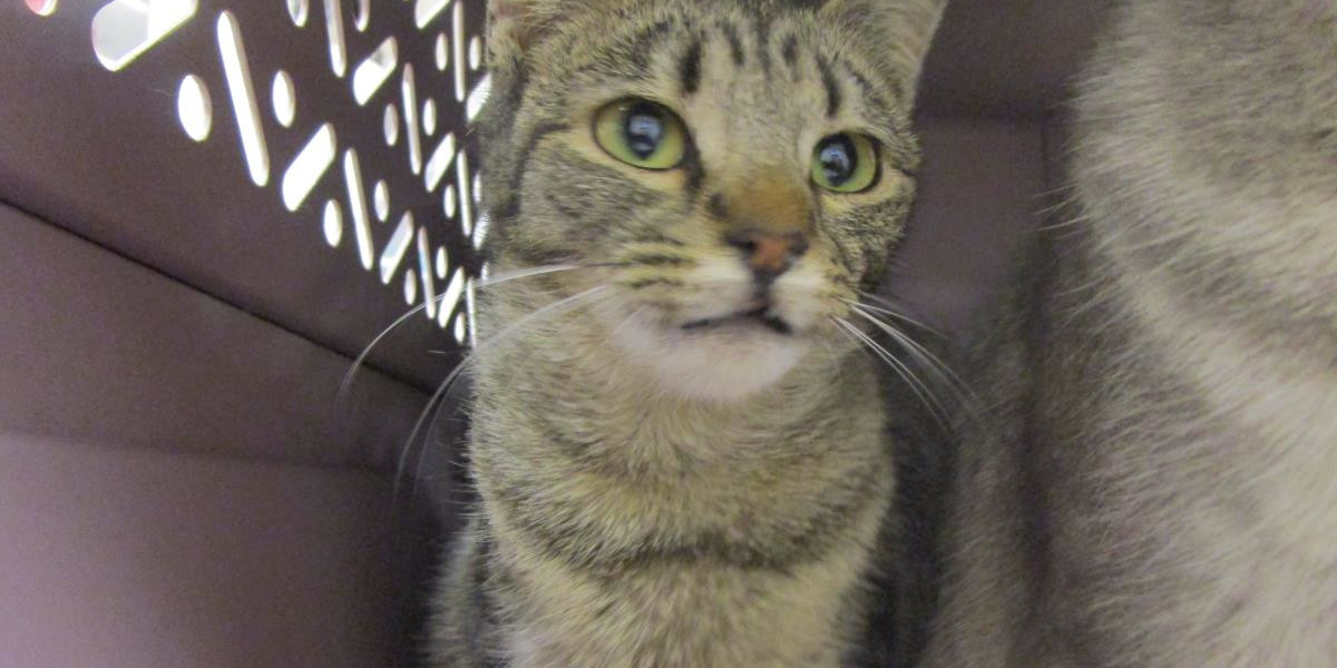 Cobb County Courier Cat of the Day: "This cute pose is intended to get you to adopt me. Did it ...